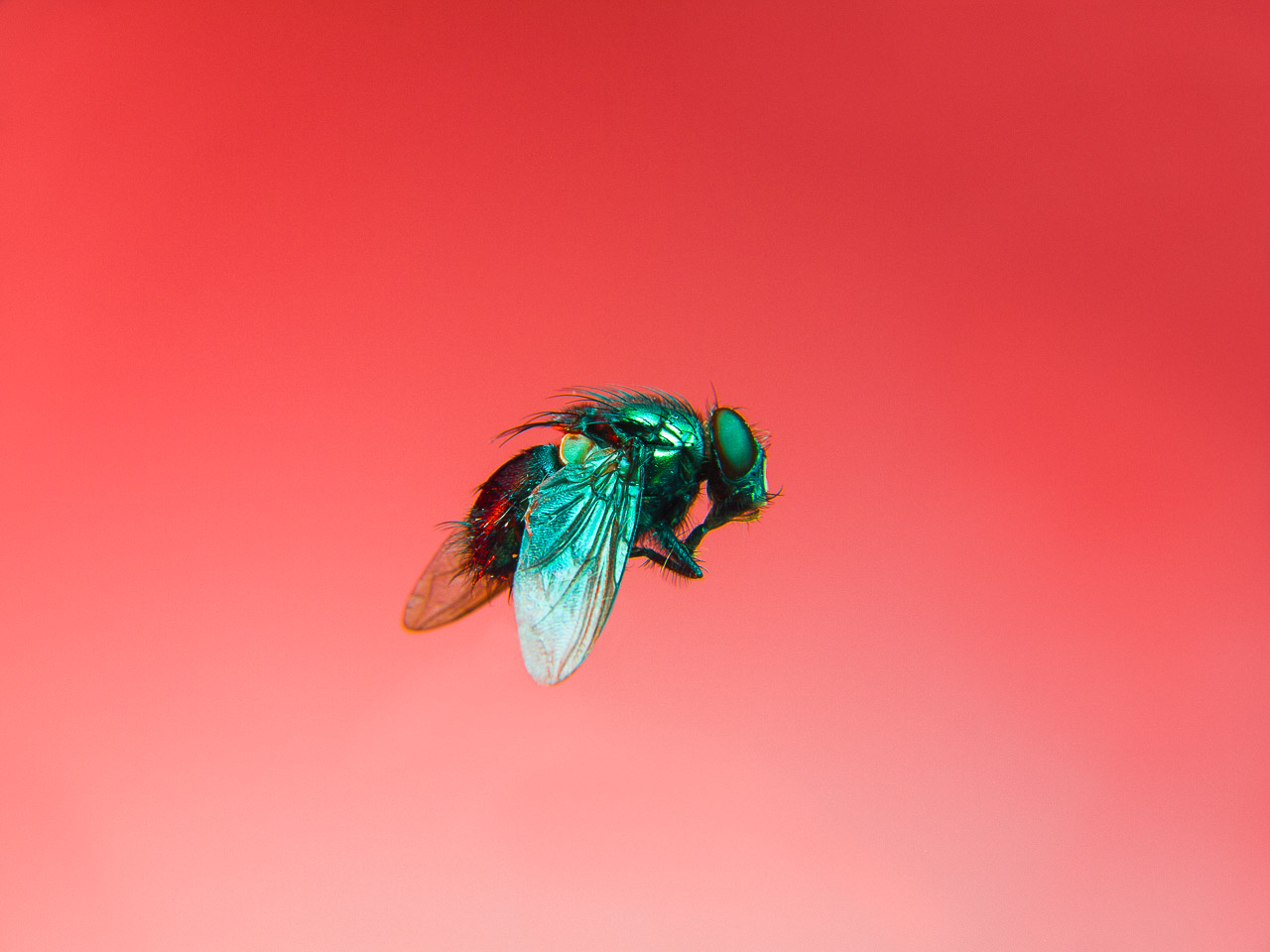 BUGGED | A macro photography series by Jorge Fuentes.