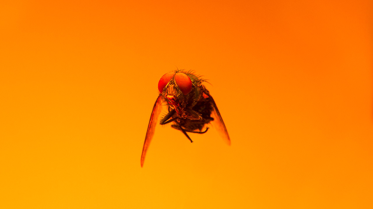 BUGGED | A macro photography series by Jorge Fuentes.