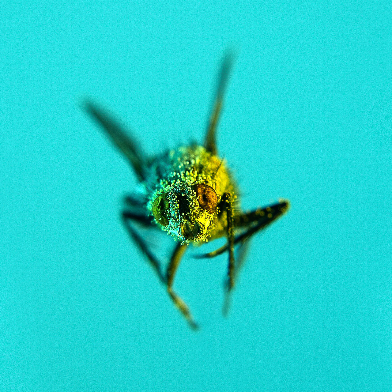 BUGGED | A macro photography series by Jorge Fuentes.