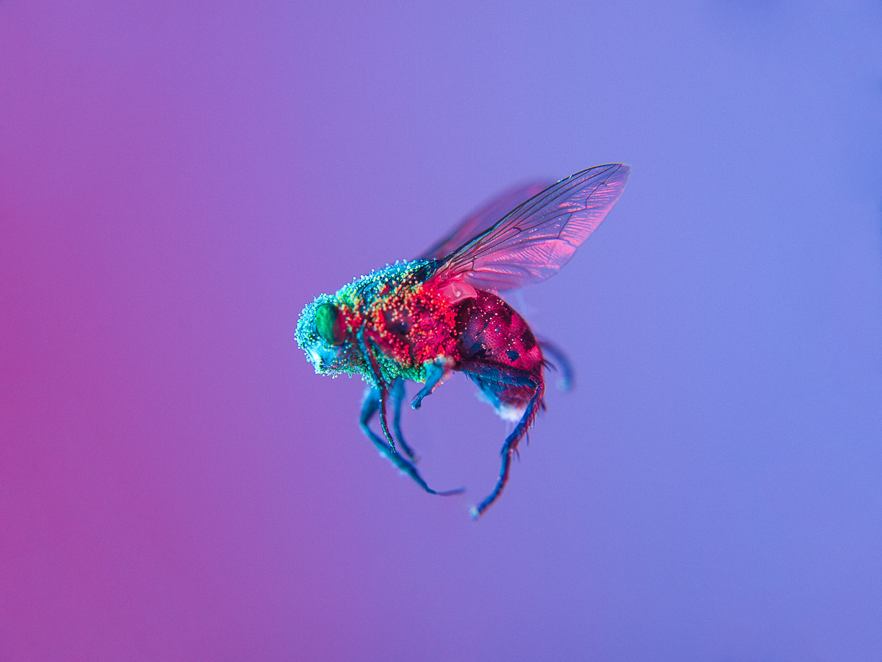 BUGGED | A macro photography series by Jorge Fuentes.