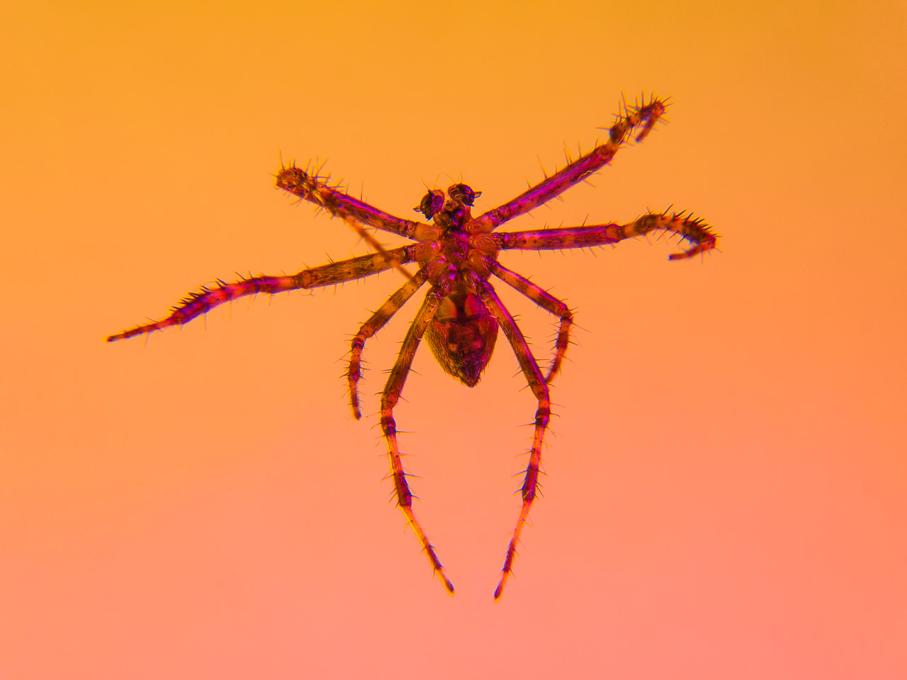 BUGGED | A macro photography series by Jorge Fuentes.