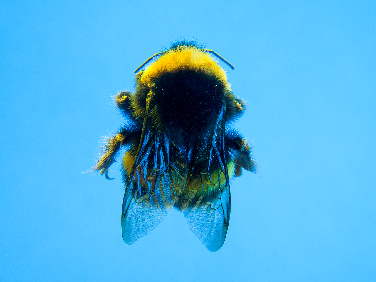 BUGGED | A macro photography series by Jorge Fuentes.