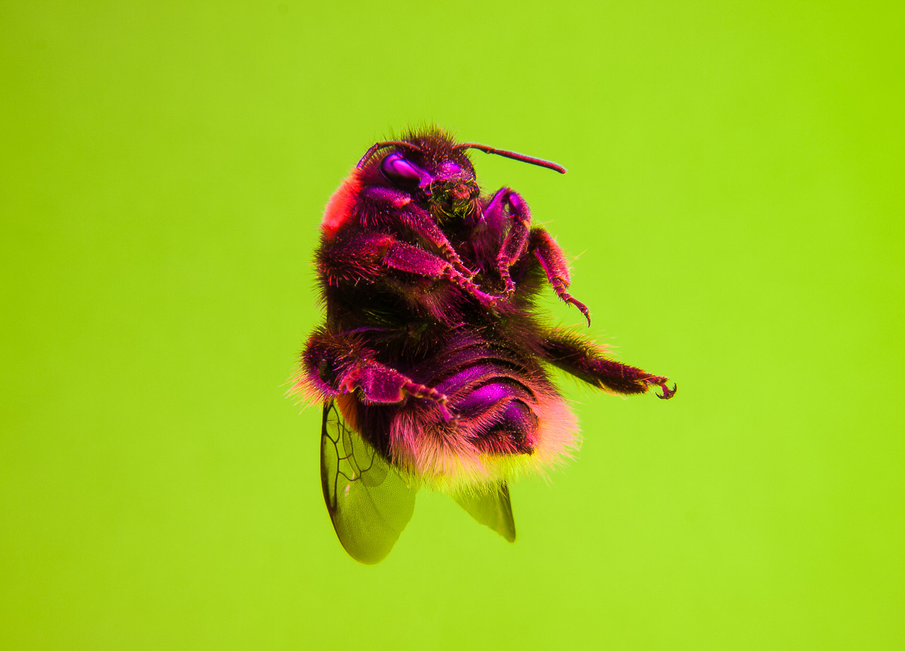 BUGGED | A macro photography series by Jorge Fuentes.